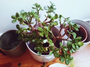 The Best Pots for Jade Plants & How to Make Your Faves Work