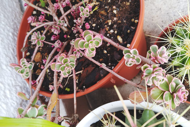 Teeny Tiny Succulents? A Slew of Succulent Plants That Stay Small
