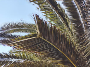 How Do Palm Tree Roots Grow? How Deep & Wide? Can They Cause Damage?