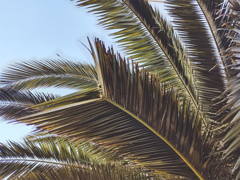 How Do Palm Tree Roots Grow? How Deep & Wide? Can They Cause Damage?