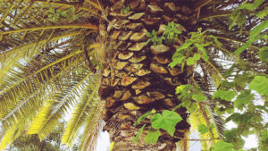 How Do Palm Tree Roots Grow? How Deep & Wide? Can They Cause Damage?