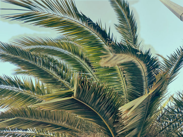 How Do Palm Tree Roots Grow? How Deep & Wide? Can They Cause Damage?