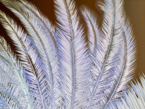 How Do Palm Tree Roots Grow? How Deep & Wide? Can They Cause Damage?