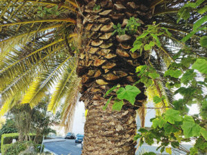 How Do Palm Tree Roots Grow? How Deep & Wide? Can They Cause Damage?