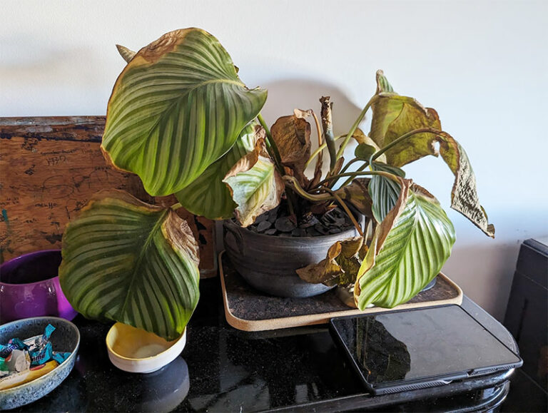 Saving My Miserable Indoor and Outdoor Calatheas With Hydrogen Peroxide